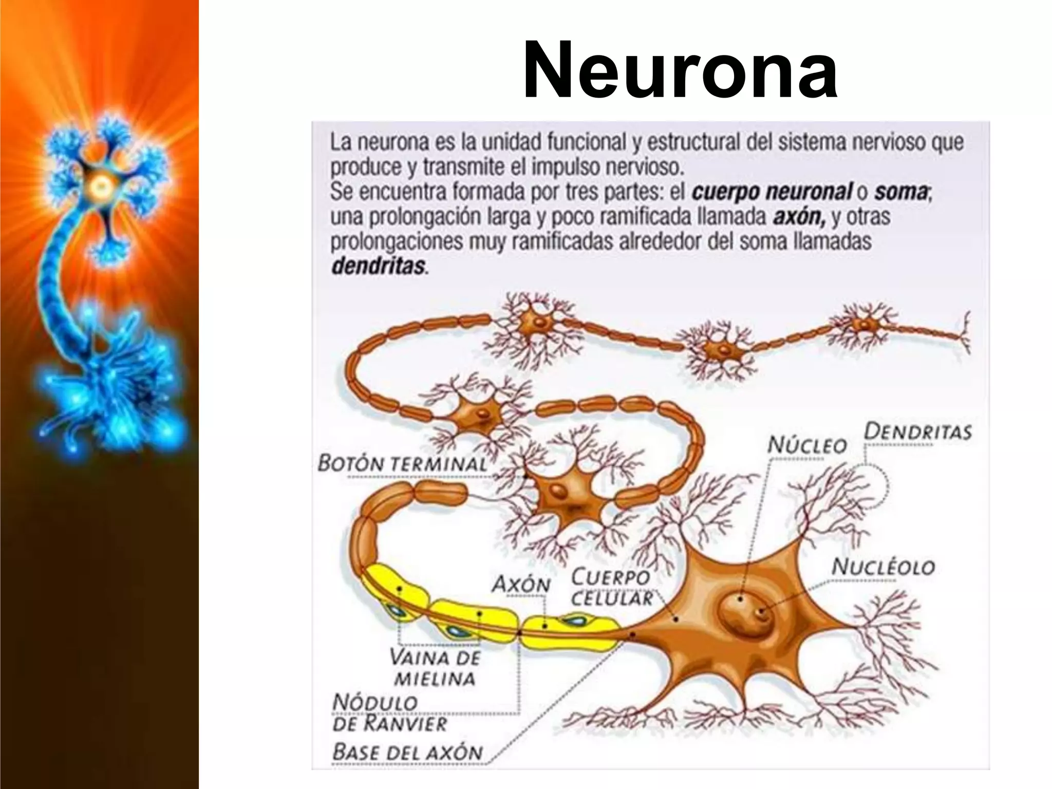 Sistema nervioso - neurona | PPTX