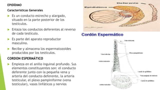 Anatomia ii | PPTX