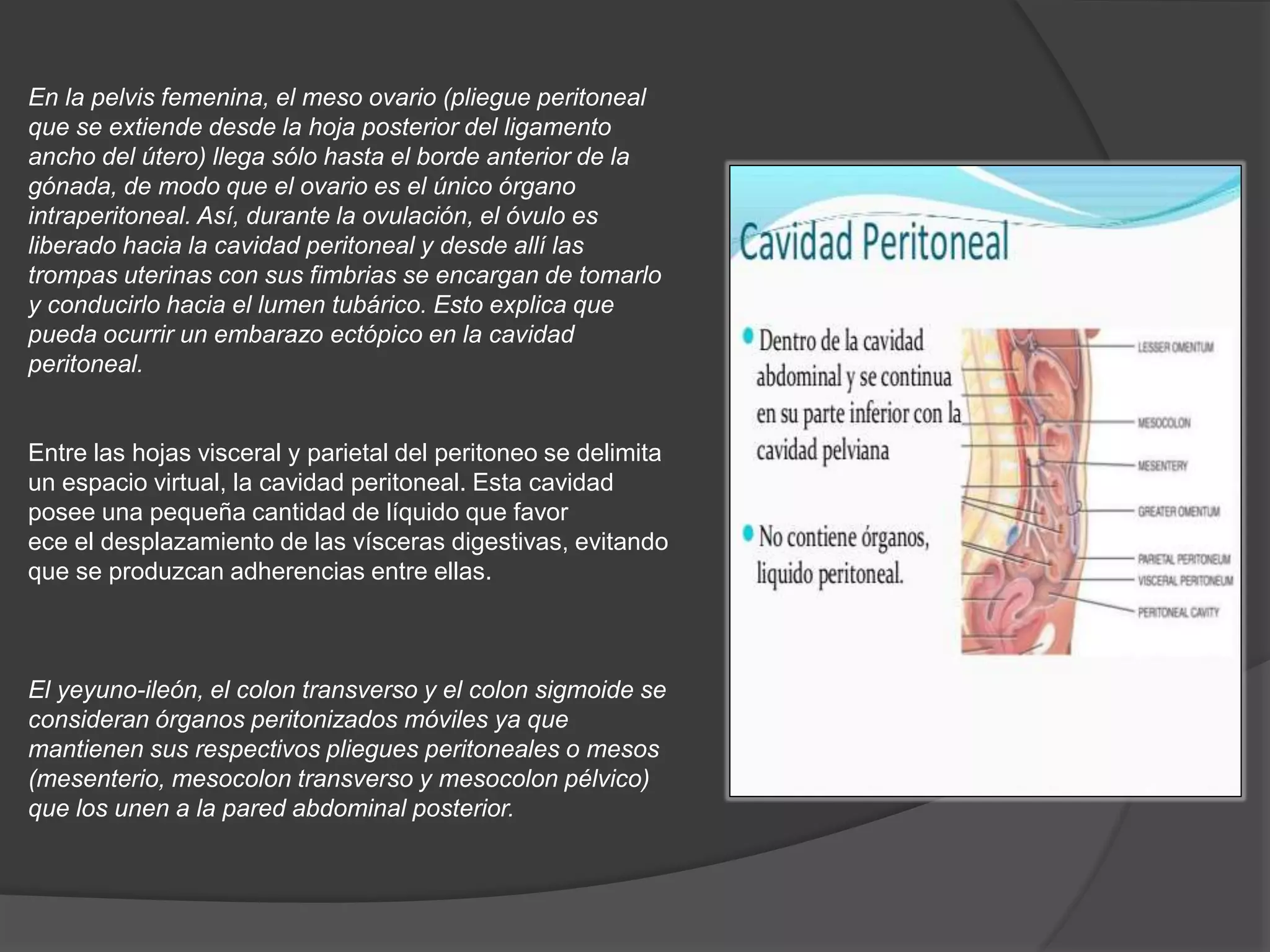 Anatomia II Topografia abdominal ; Peritoneo | PPTX