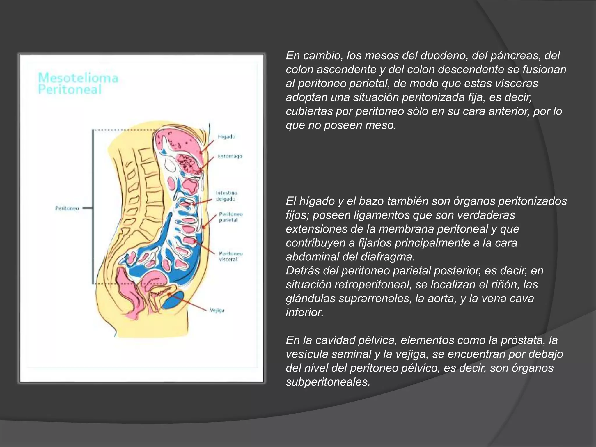 Anatomia II Topografia abdominal ; Peritoneo | PPT