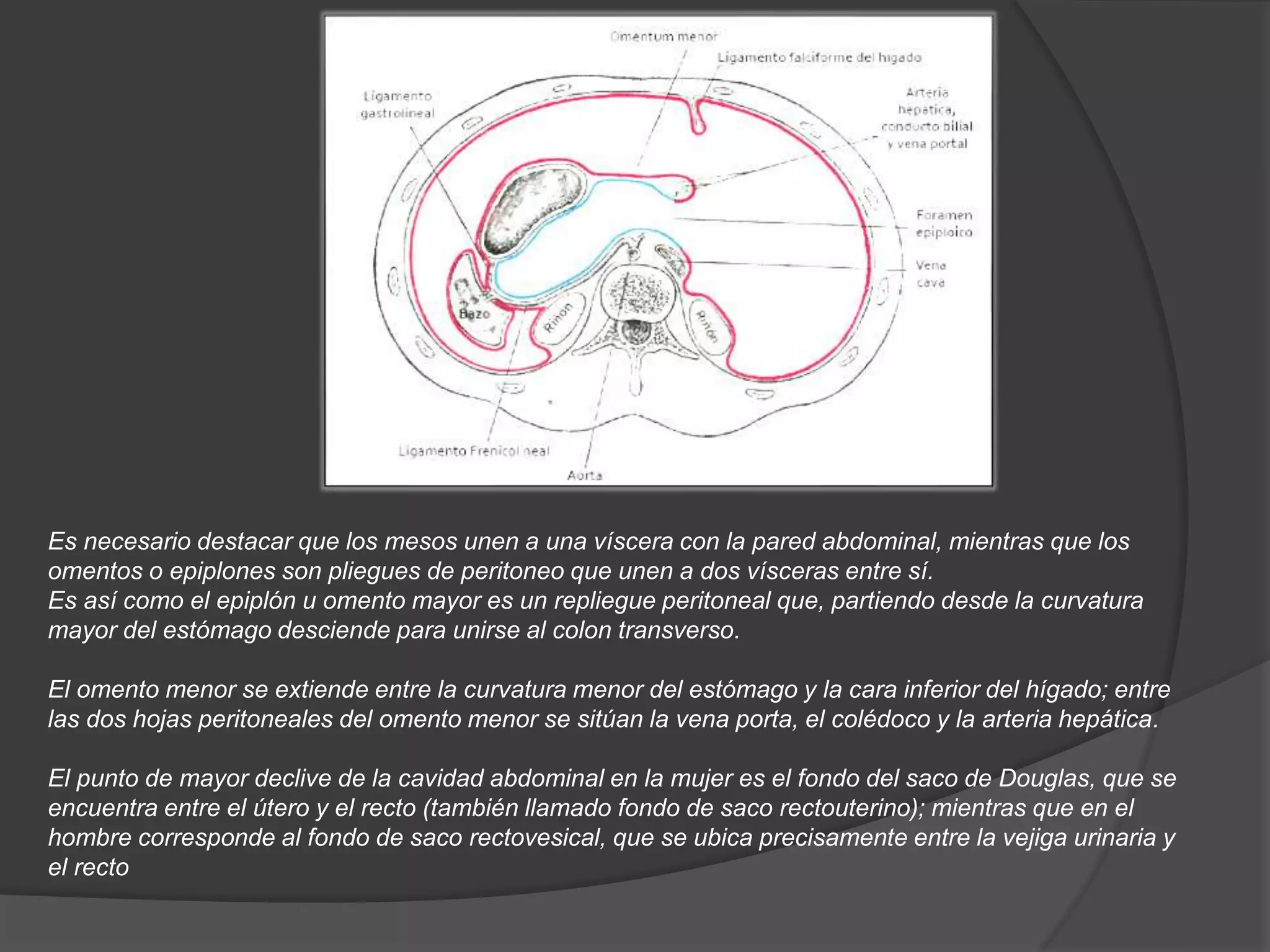 Anatomia II Topografia abdominal ; Peritoneo | PPT