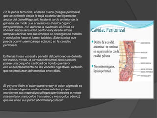Anatomia II Topografia abdominal ; Peritoneo | PPTX