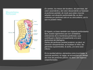 Anatomia II Topografia abdominal ; Peritoneo | PPTX