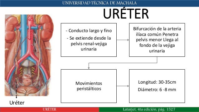Anatomía IIb uréter