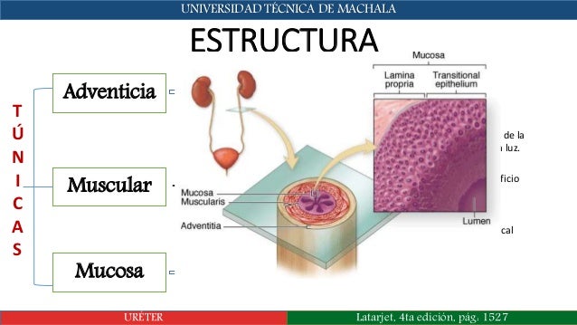 Anatomía Iib Uréter