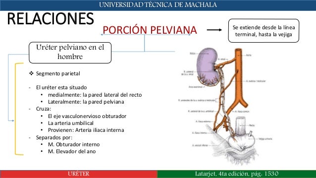 Anatomía Iib Uréter