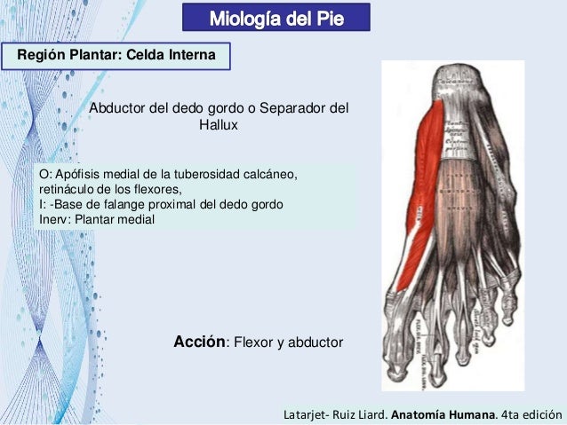 Anatomia ii del pie