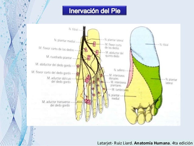 Anatomia ii del pie