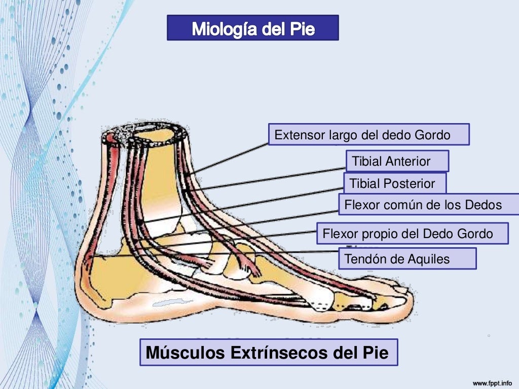 Anatomia ii del pie