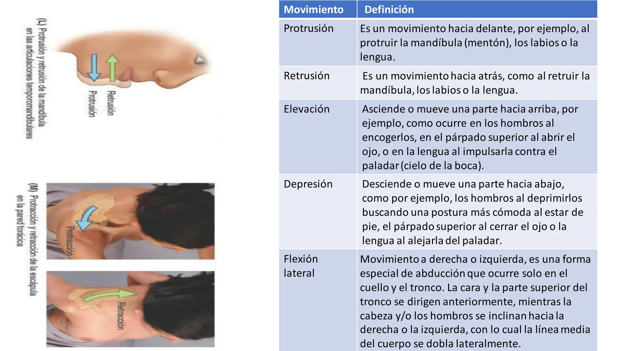 Guia tecnico en enfermeria primer semestre anatomia basica | PDF