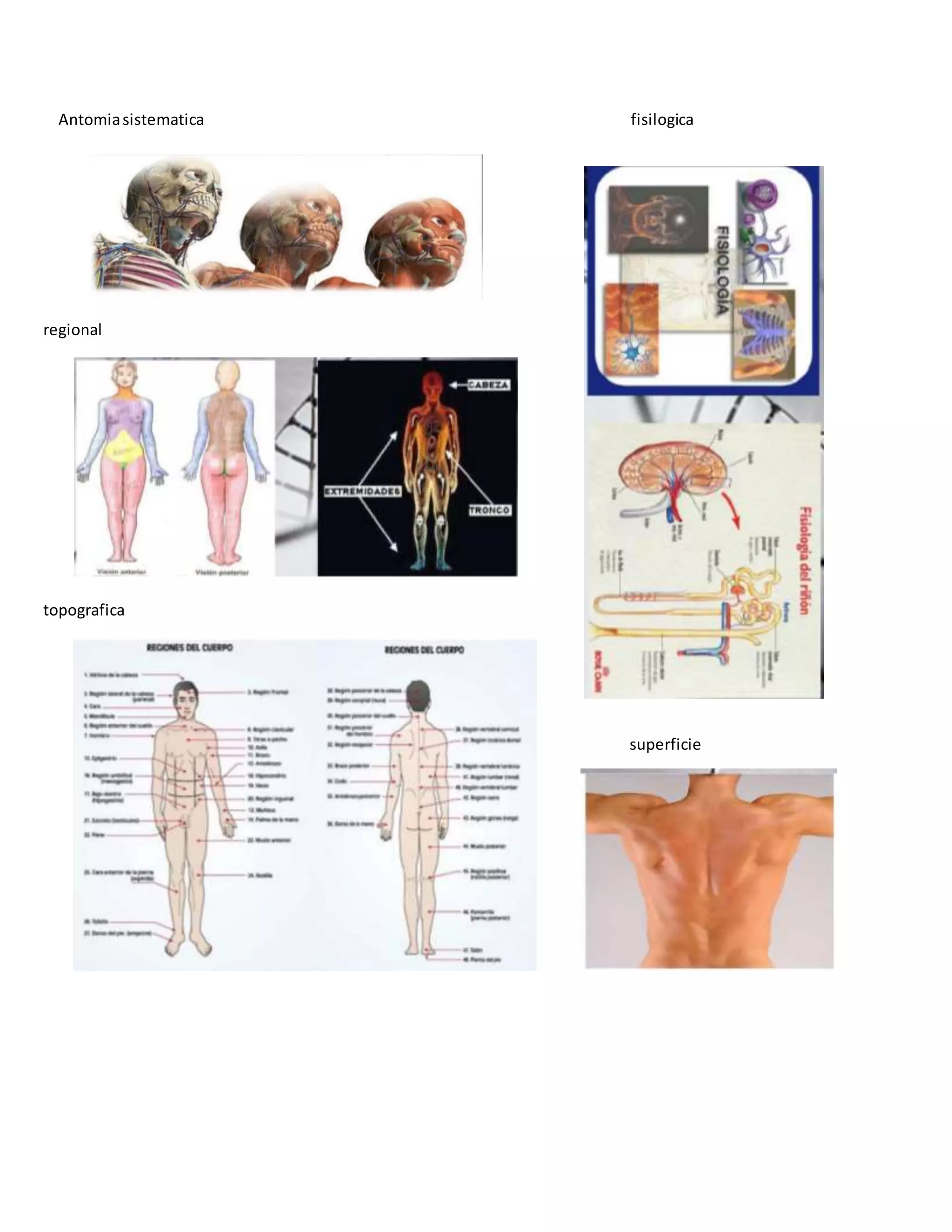 Anatomia Imprimir Docx