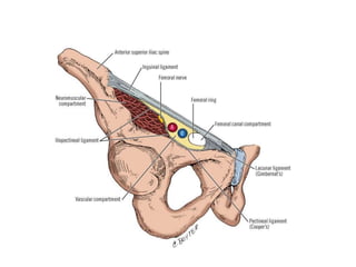 Anatomia inguinal | PPTX