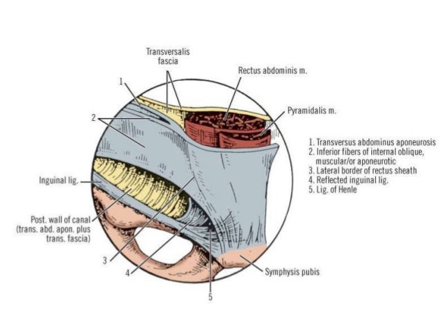 Anatomia inguinal