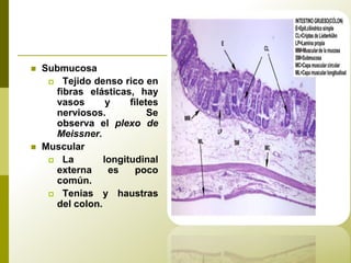 Anatomia interna del intestino grueso 1 | PPTX