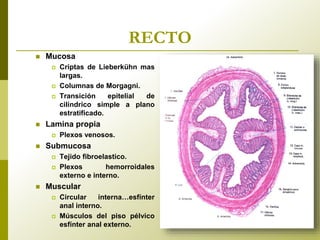 Anatomia interna del intestino grueso 1 | PPTX