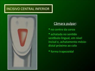 Anatomia Interna Dental. Aula em power point. Para endodontistas | PPT