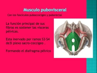 músculos de la pelvis | PPTX