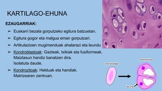 Ehun konjuntibo propioa + ehun adiposoa + kartilago-ehuna | PPTX