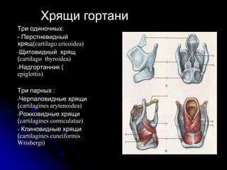 Anatomia_Larynx.ppt