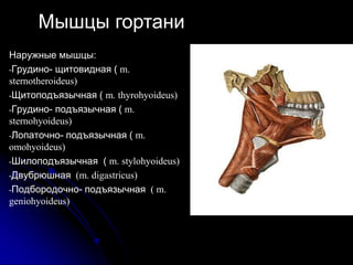 Anatomia_Larynx.ppt