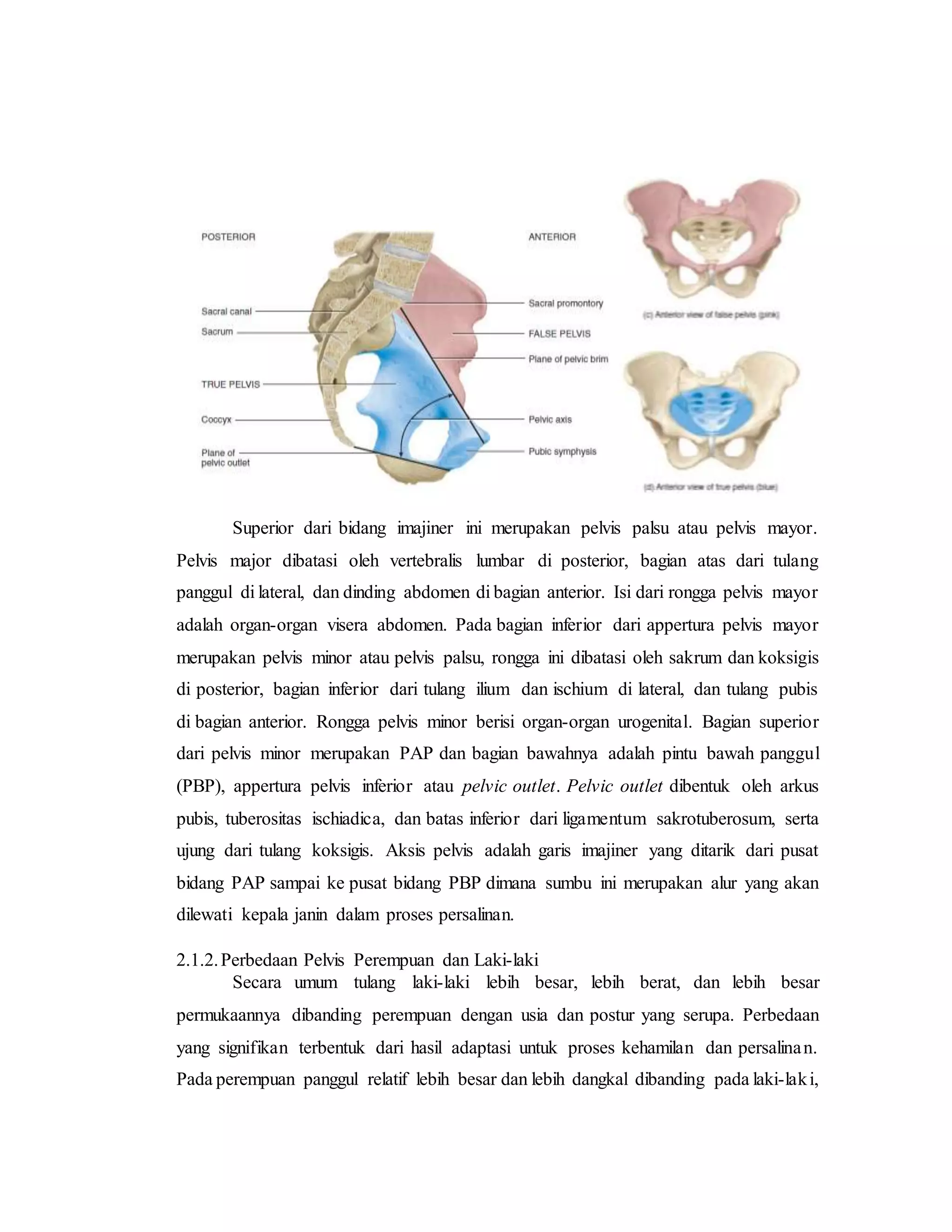 referat obgyn Anatomi alat reproduksi dan embriologi (pembimbing : dr. Arie Widiyasa, spOG) | PDF