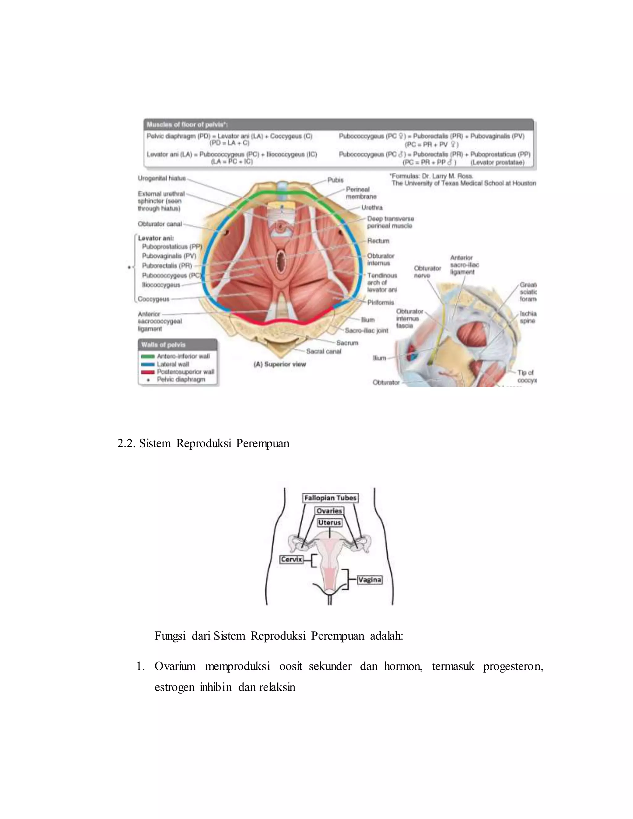 referat obgyn Anatomi alat reproduksi dan embriologi (pembimbing : dr. Arie Widiyasa, spOG) | PDF