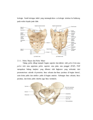 referat obgyn Anatomi alat reproduksi dan embriologi (pembimbing : dr ...