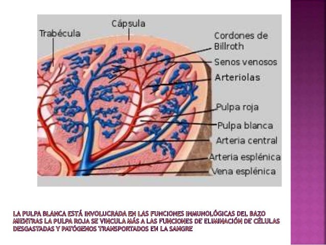 Anatomia ll bazo