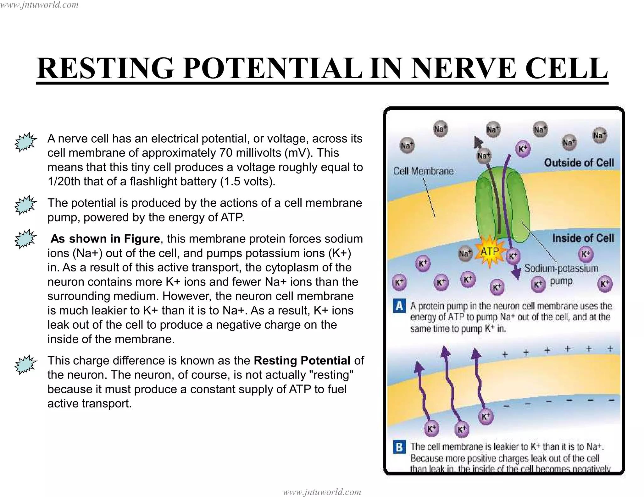 Anatomi all ecg_emg_1 | PPT
