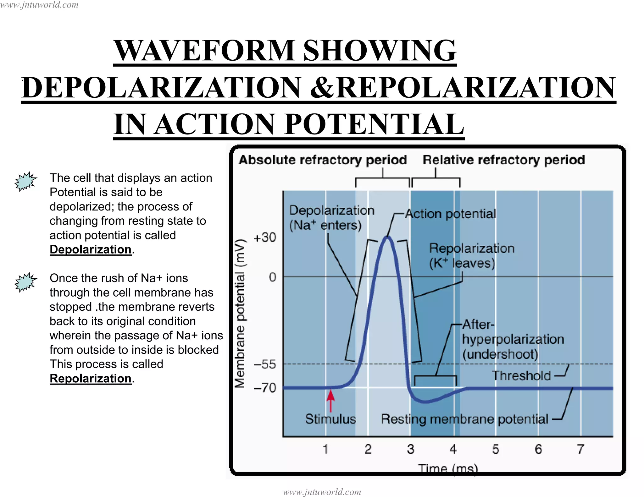 Anatomi all ecg_emg_1 | PPT