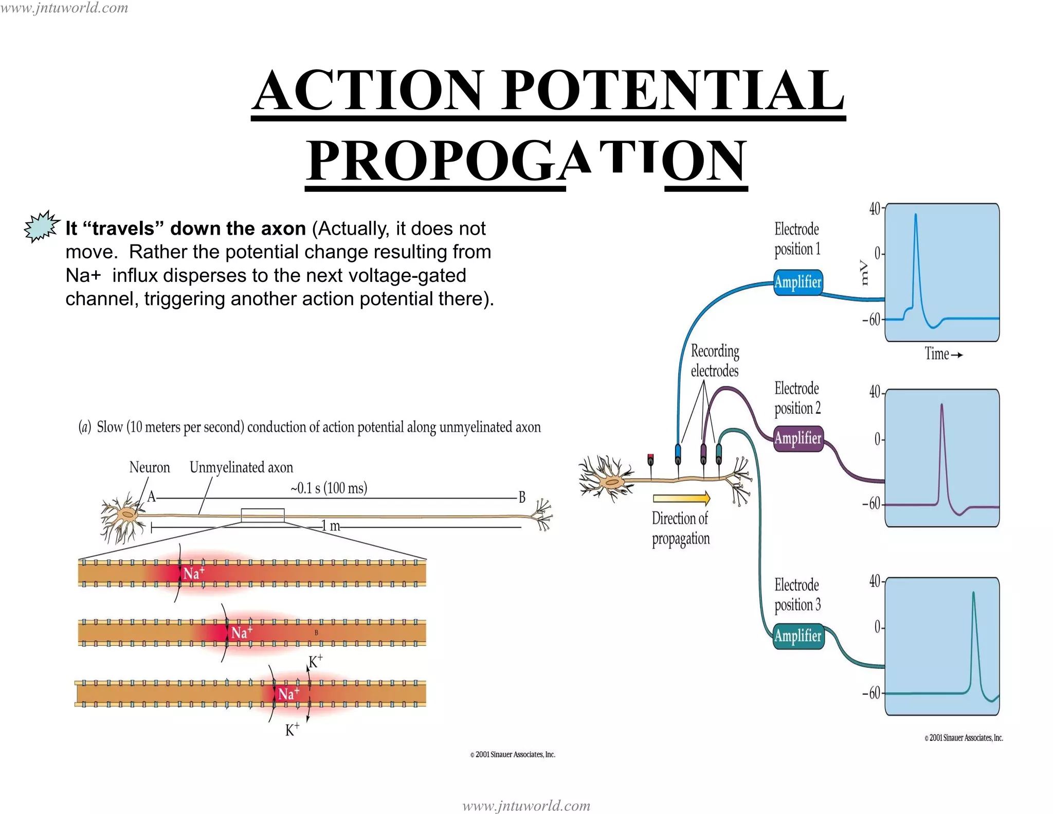 Anatomi all ecg_emg_1 | PPT