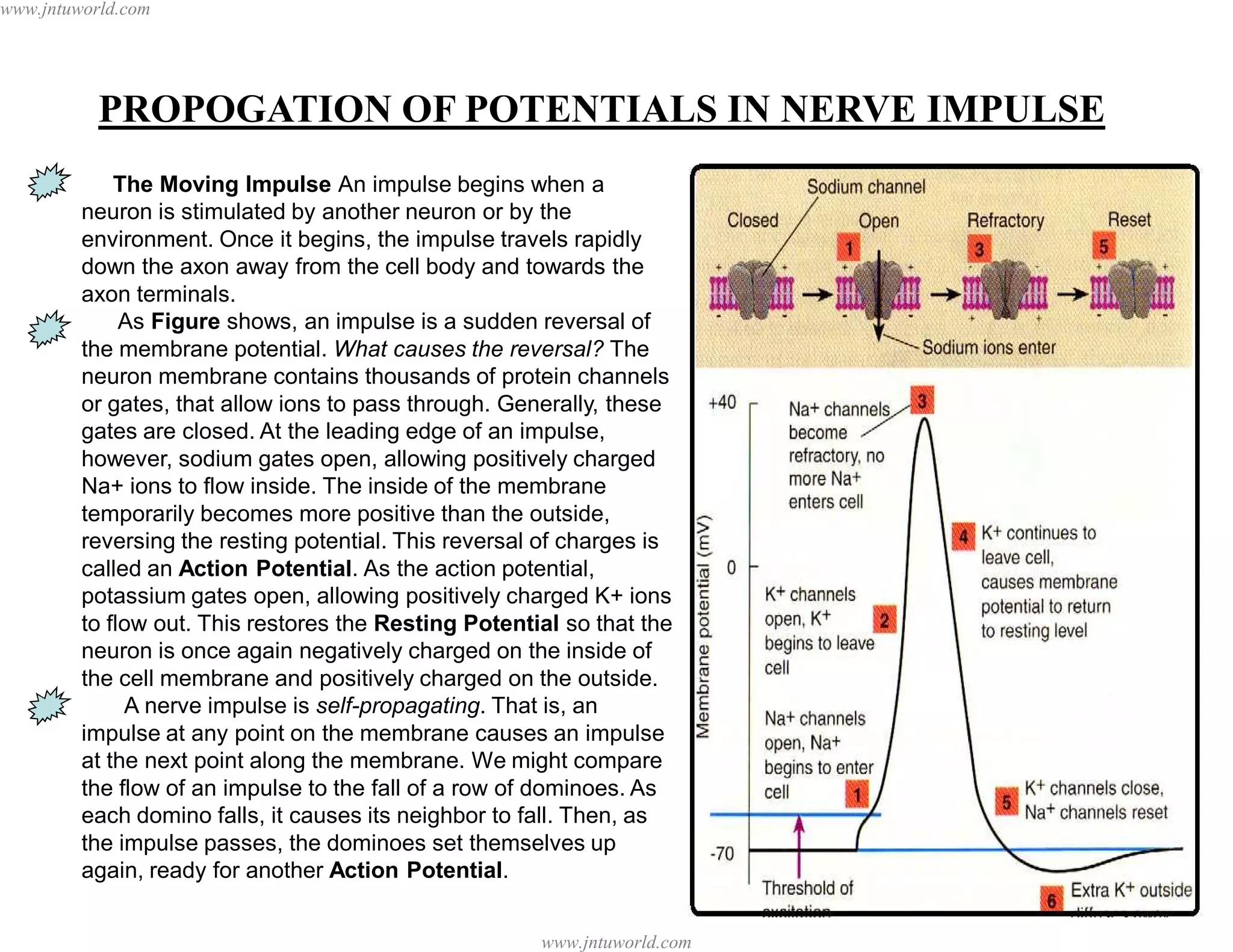 Anatomi all ecg_emg_1 | PPT