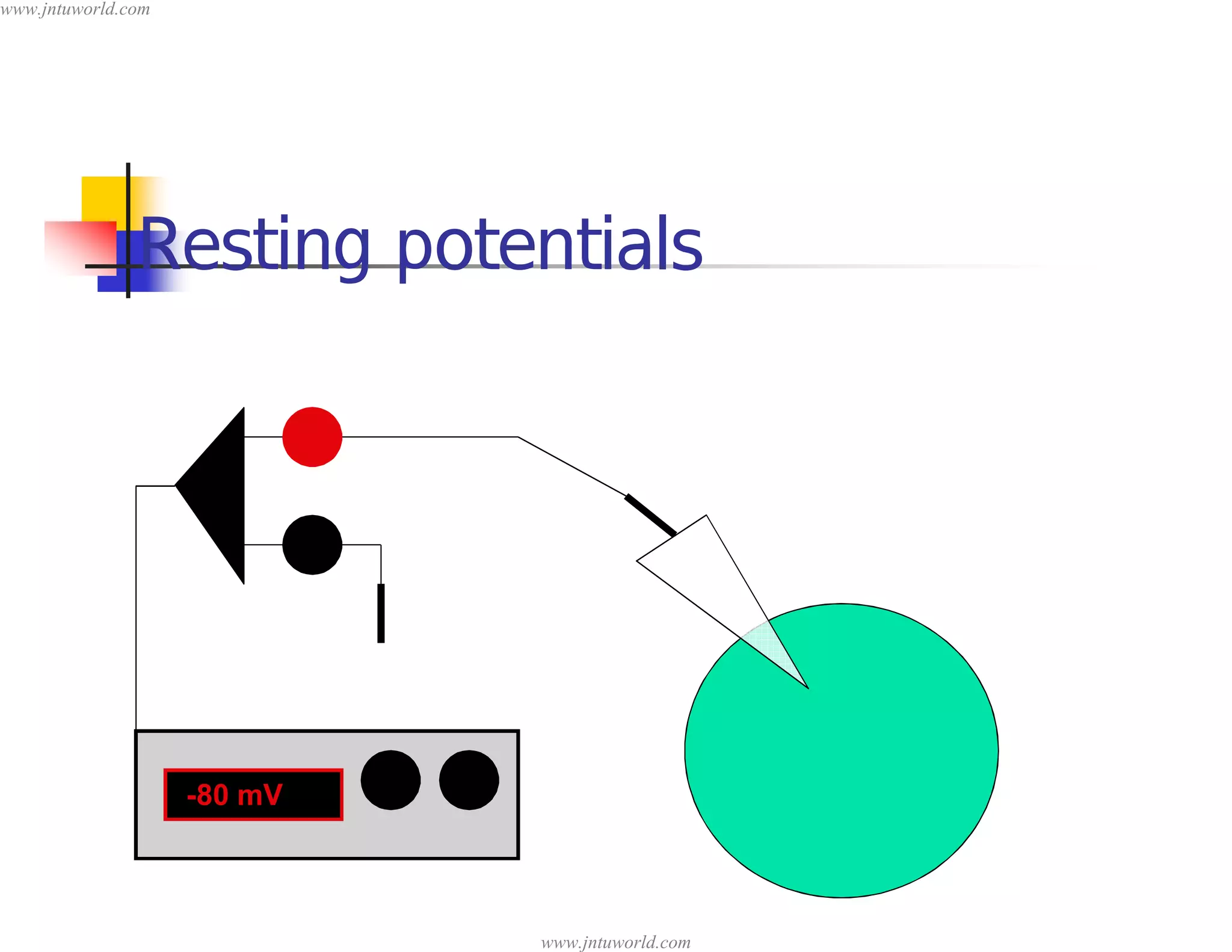 Anatomi all ecg_emg_1 | PPT