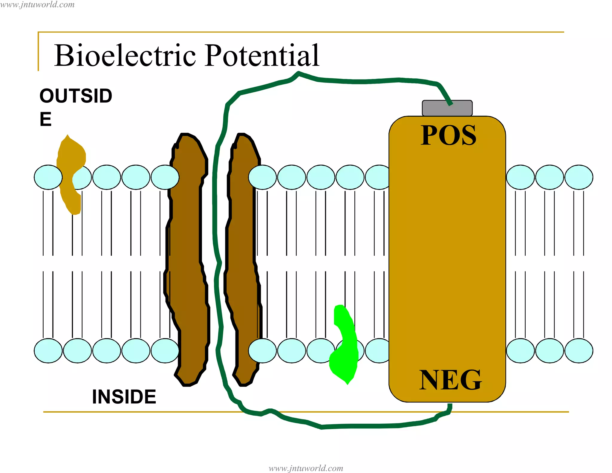 Anatomi all ecg_emg_1 | PPT