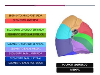 Anatomia lobar | PPTX