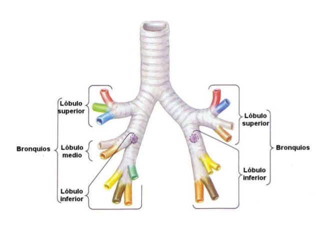 Anatomia lobar