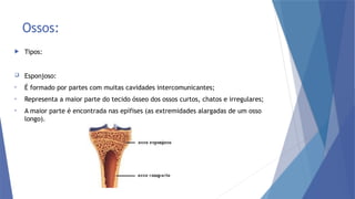 Anatomia Locomotor.pptx.................. | PPTX