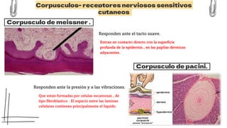 anatomia macroscopica del SIs. Tegu^.pptx