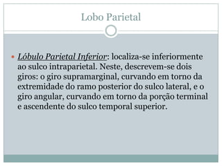 Anatomia macroscópica dos hemisférios cerebrais | PPT