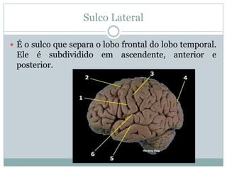 Anatomia macroscópica dos hemisférios cerebrais | PPT