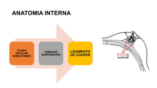 Anatomia mama, axila, fisiologica y topografia | PPTX