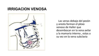Anatomia mama, axila, fisiologica y topografia | PPTX