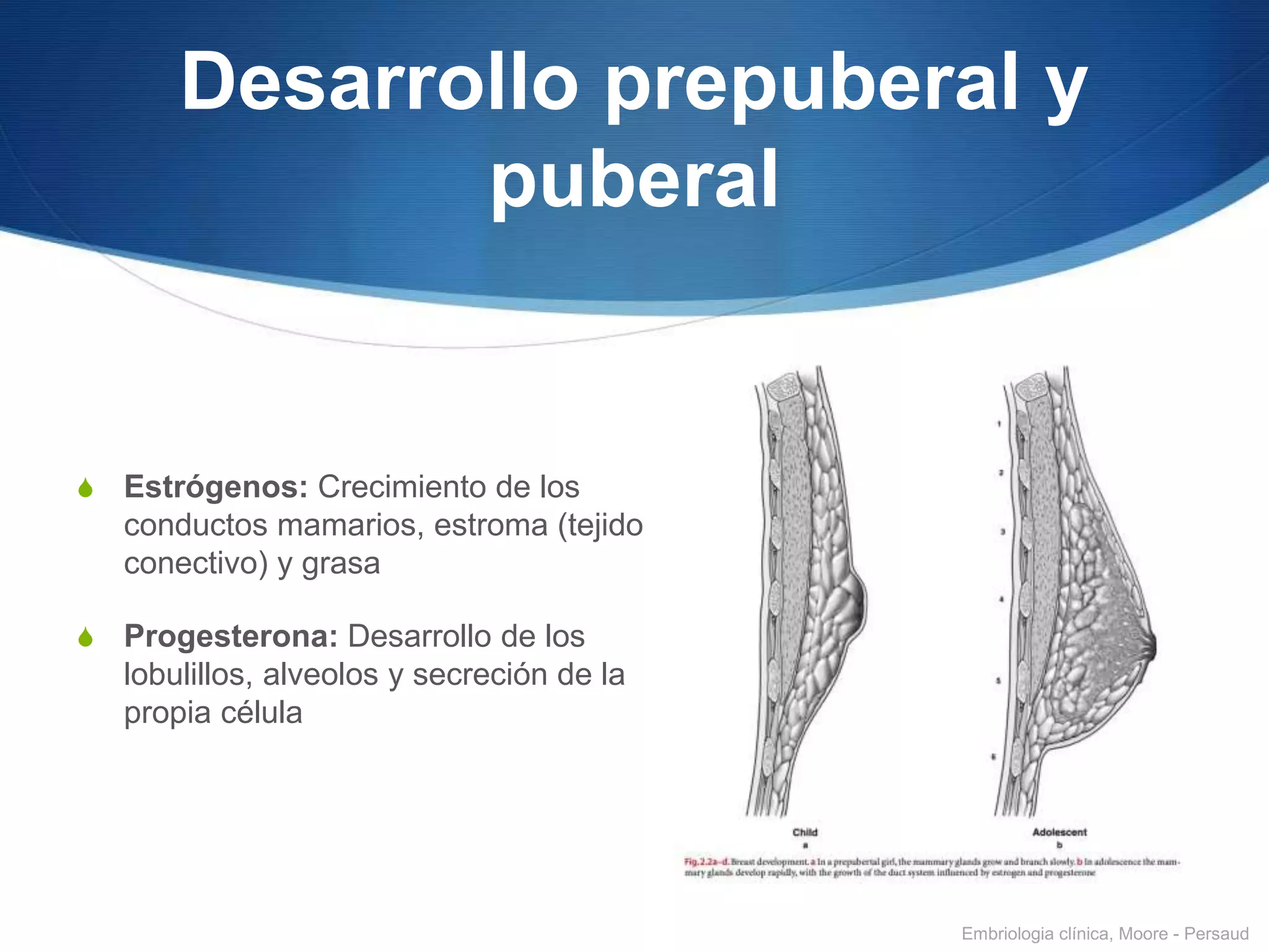 Anatomía de la mama | PPTX
