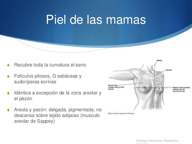 Anatomía de la mama