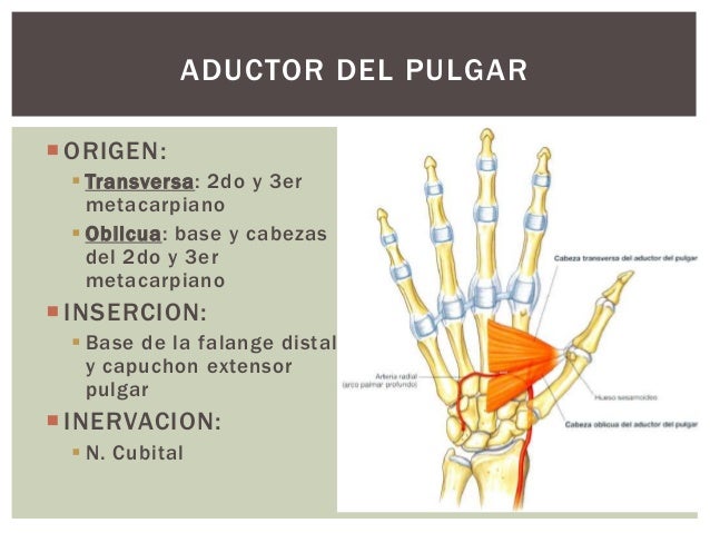 Anatomia mano