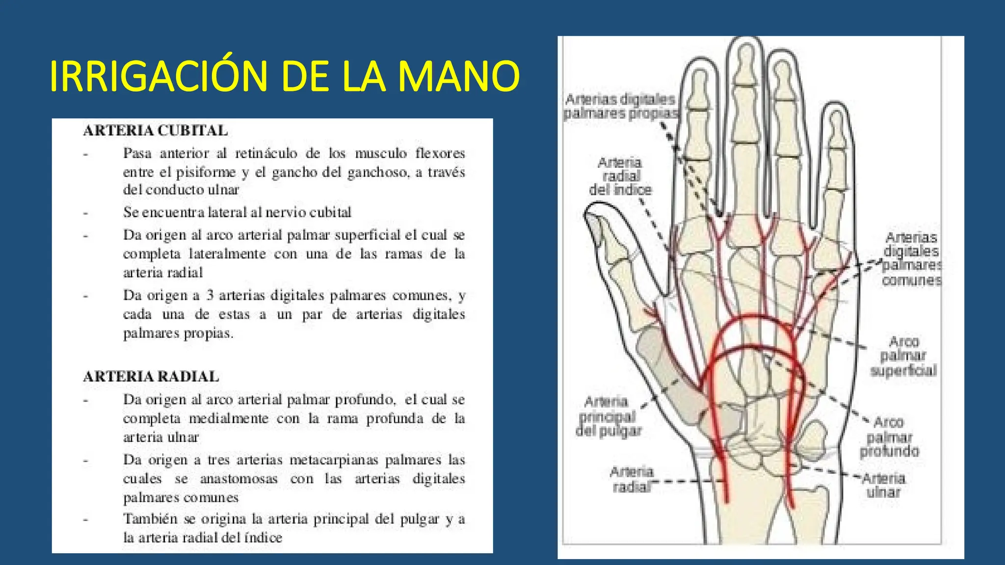 Anatomia mano huesos y art concreto fianny.pptx