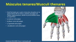Anatomia mano huesos y art concreto fianny.pptx