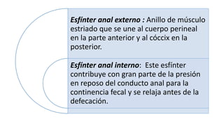 ANATOMÍA MATERNA PARA ROTACIÓN DE GINECOLOGÍA | PPTX