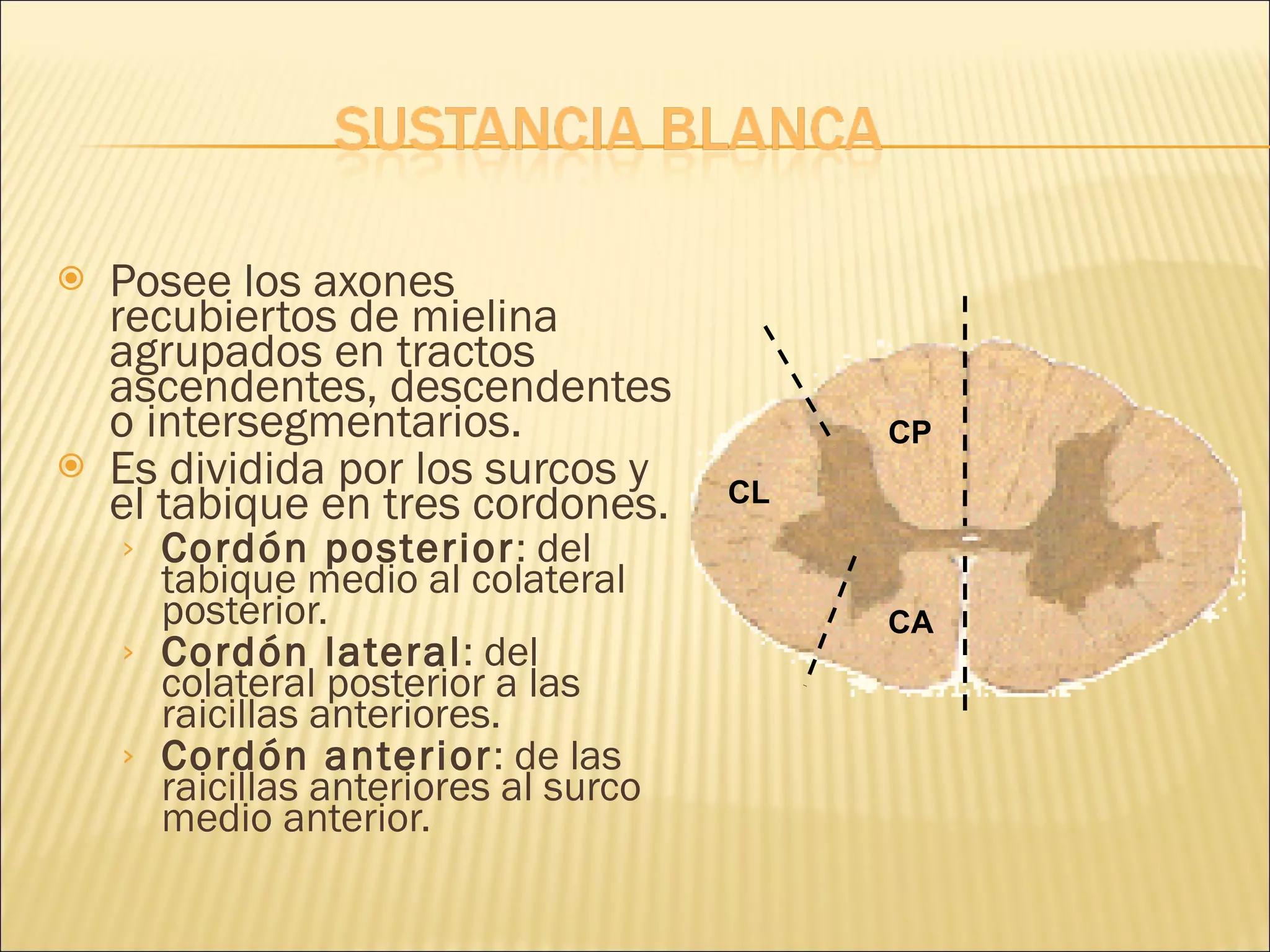 Anatomia Medula Espinal | PPT