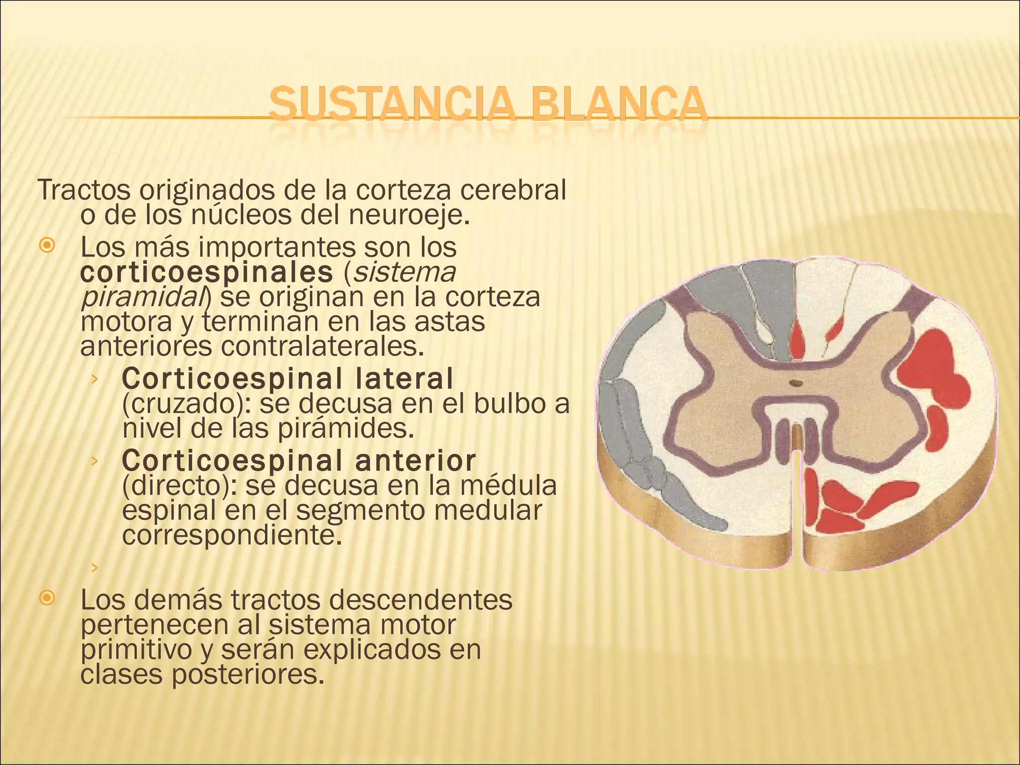 Anatomia Medula Espinal | PPT